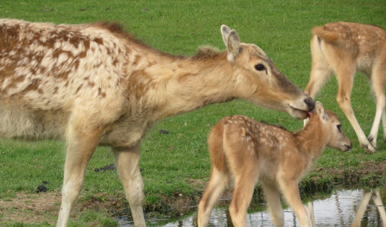Flurry of fawns born boost for zoo efforts to recover ‘extinct in wild ...