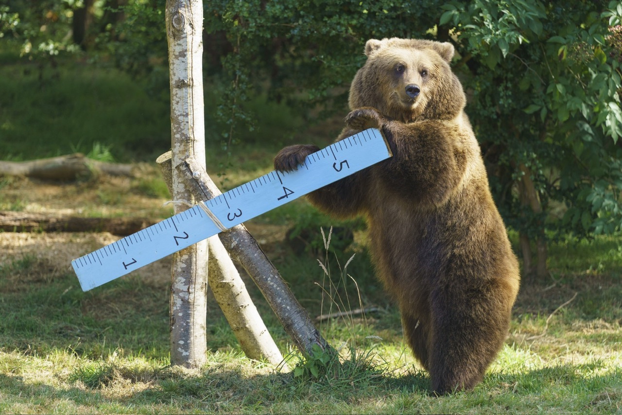 The weight is over for zoo’s ‘huge scale operation’ to protect ...