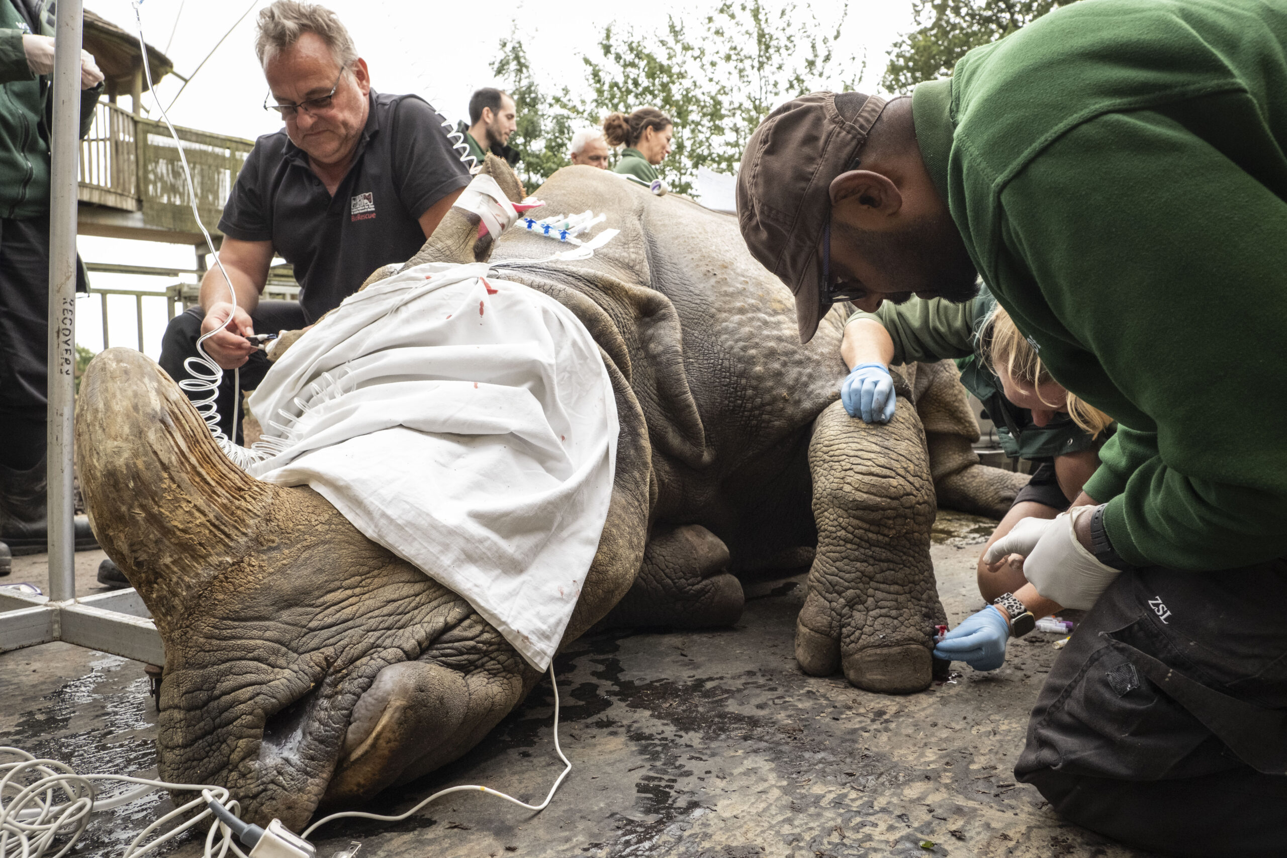 Hope and heartbreak over zoo rhino’s tumour treatment results - The ...