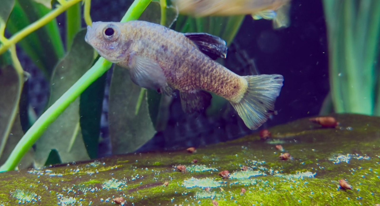 Zoo launches ambitious plan to save a rare fish from extinction - The ...