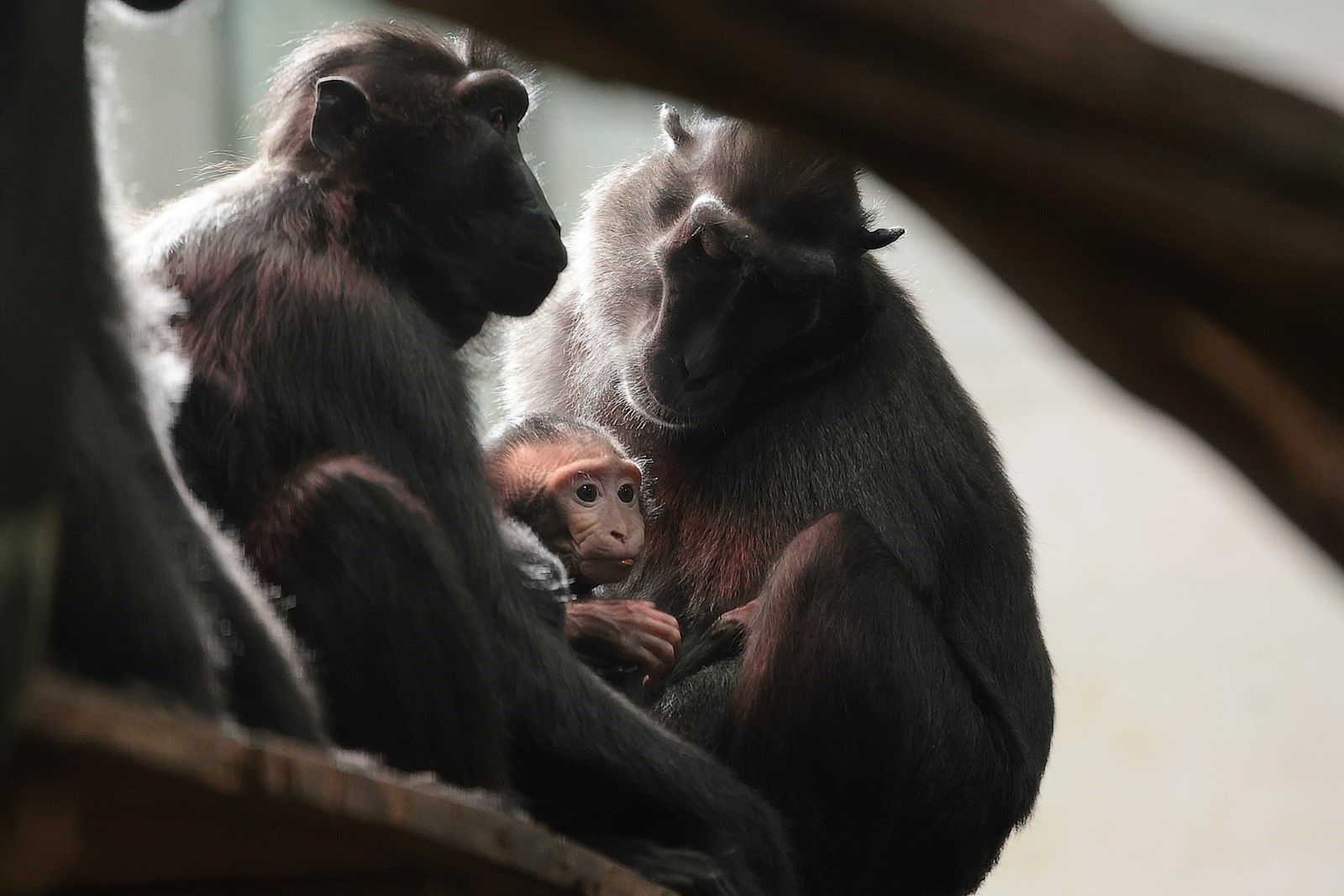 Primate soulmates: Whipsnade Zoo shares tender moment between motherly ...