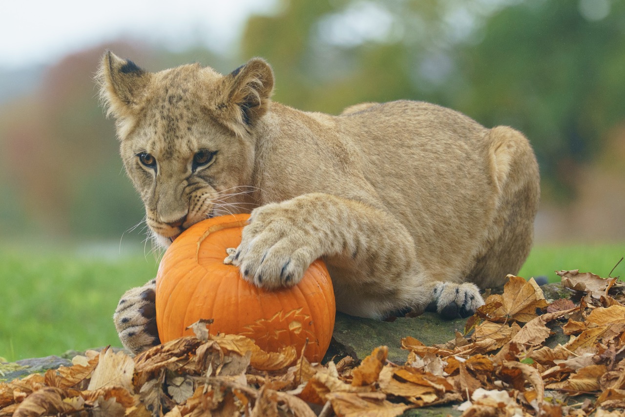 Animals enjoy hair-raising Halloween treats at Whipsnade Zoo - The Lutonian