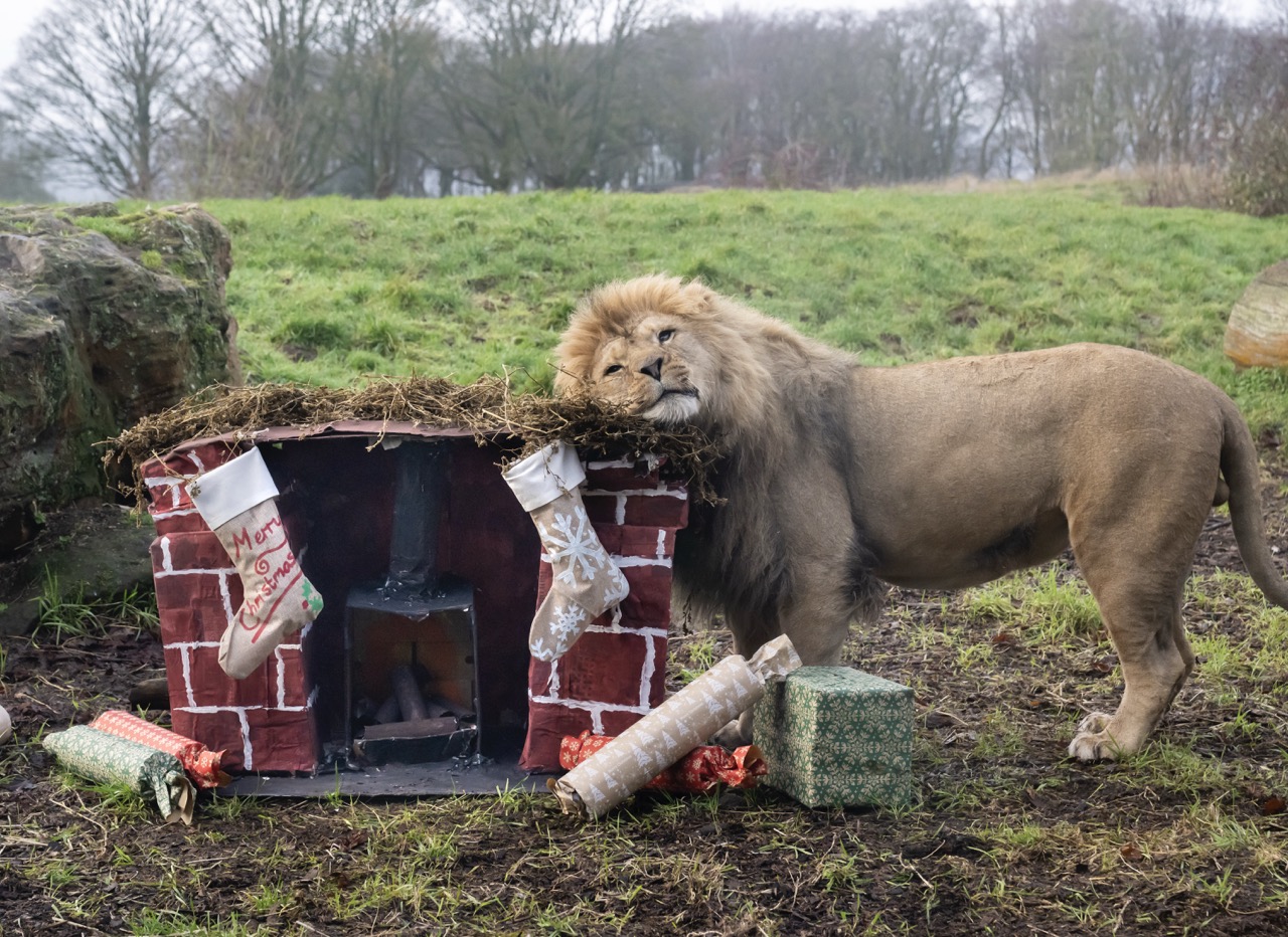 Animals enjoy festive treats at Whipsnade Zoo - The Lutonian