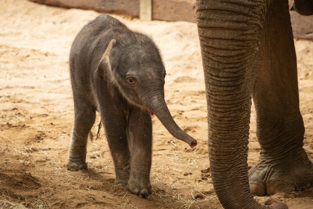 Endangered Asian elephant born at Whipsnade Zoo… and animal fans can ...